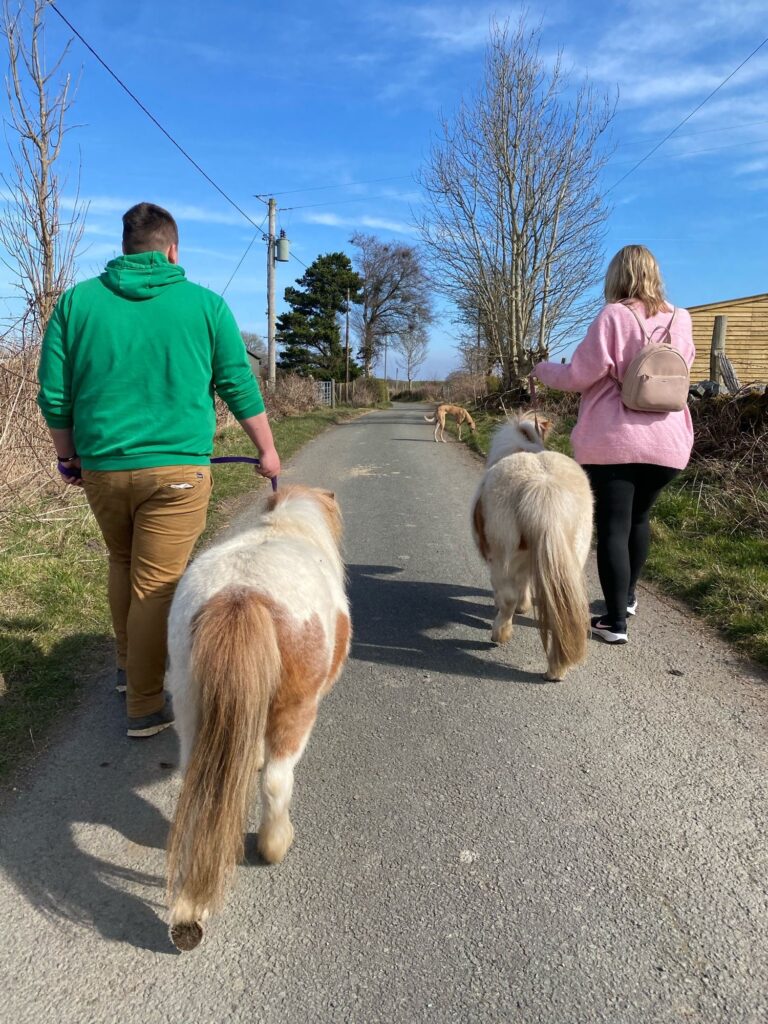 Heartwarming Visit To Woolly Experiences Therapy Farm: The Ultimate ...